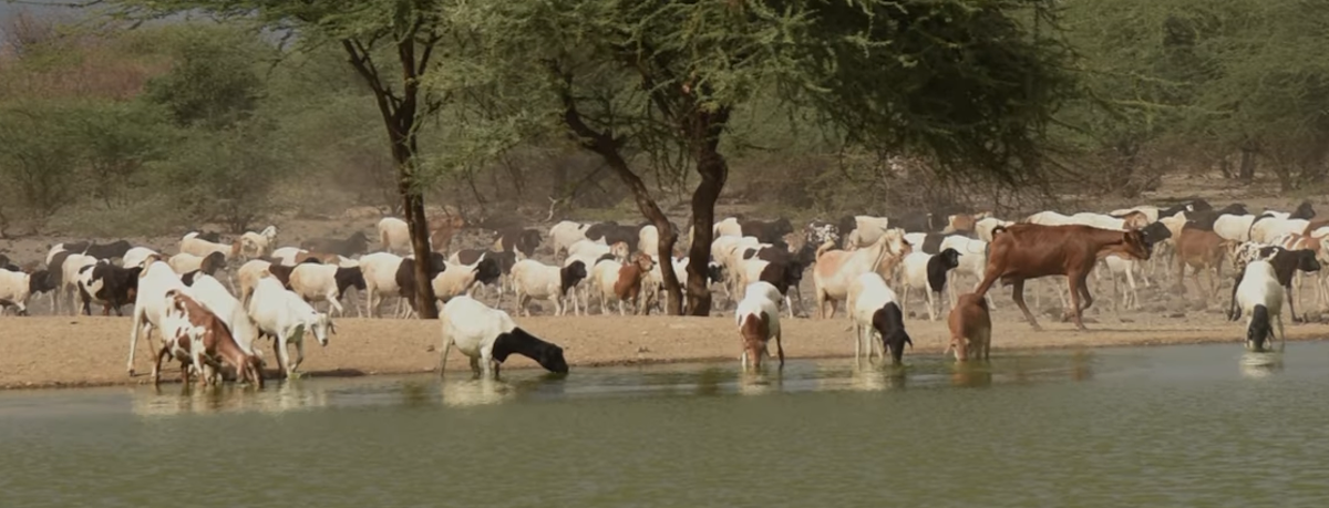 Harnessing Farmer Led Adaptation For Sustainable Livestock Systems